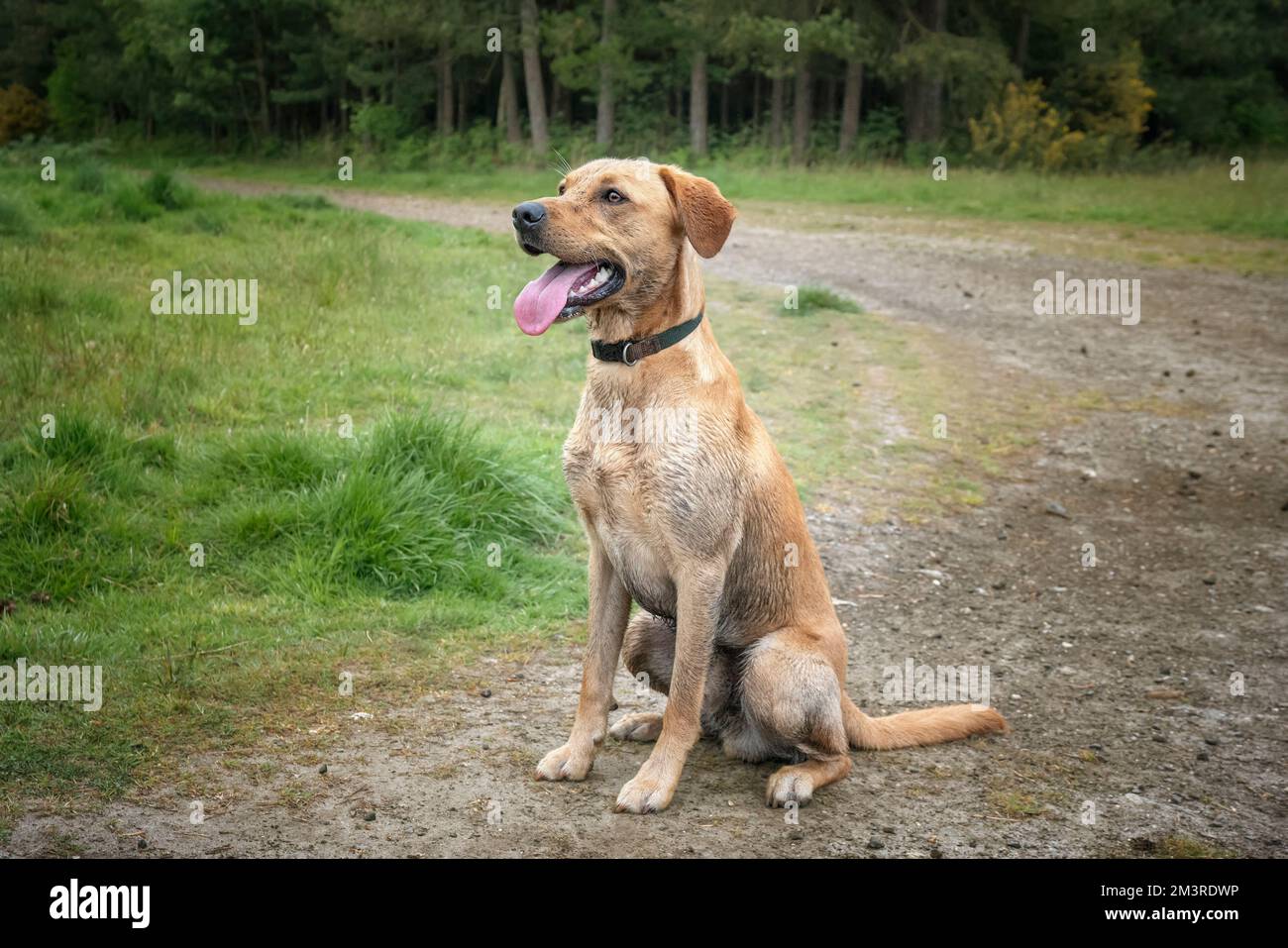 Fox Red Labrador sitting and posing in the forest with his tongue out ...