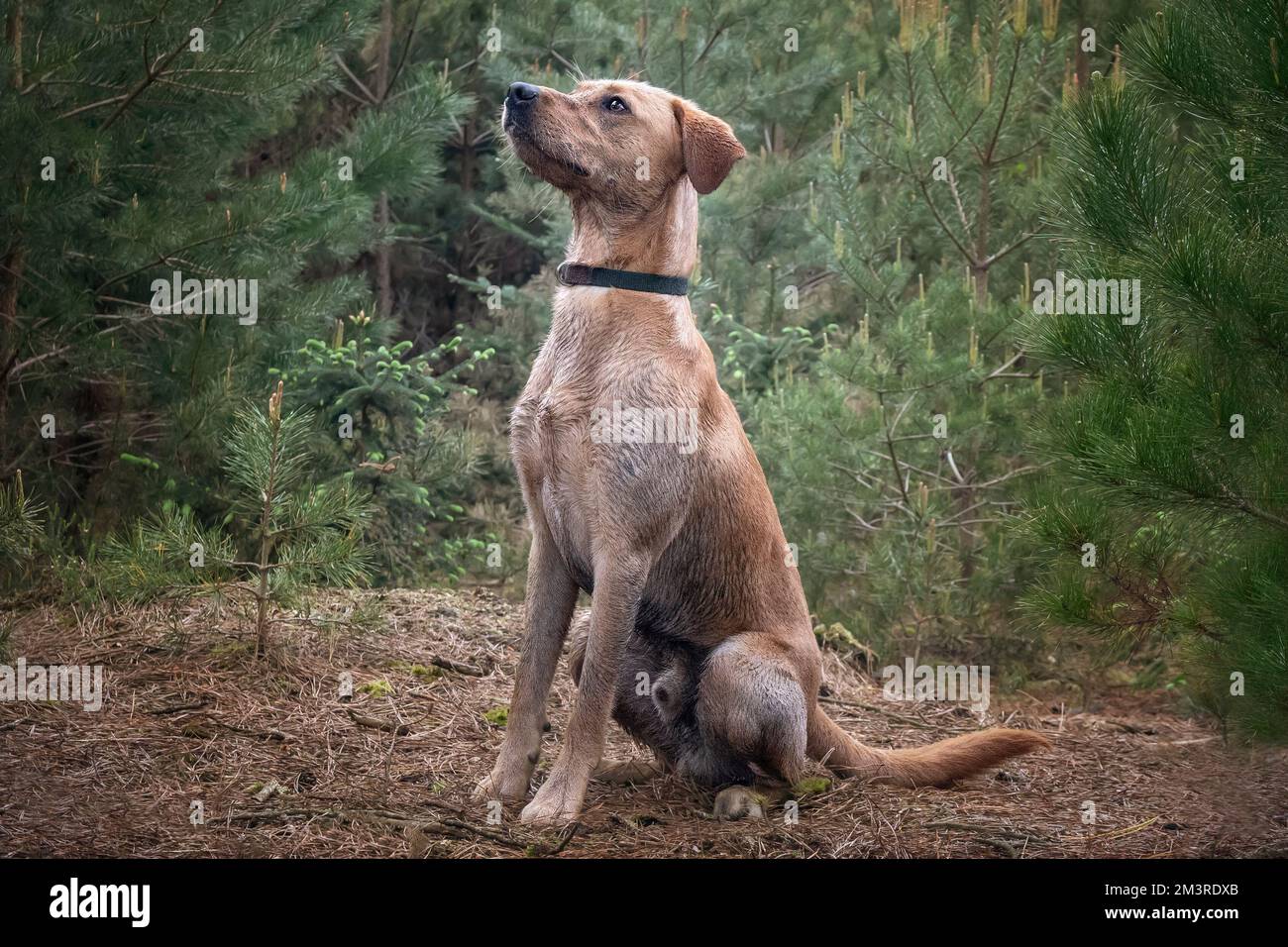 Fox Red Labrador sitting and posing in the forest with a regal look ...