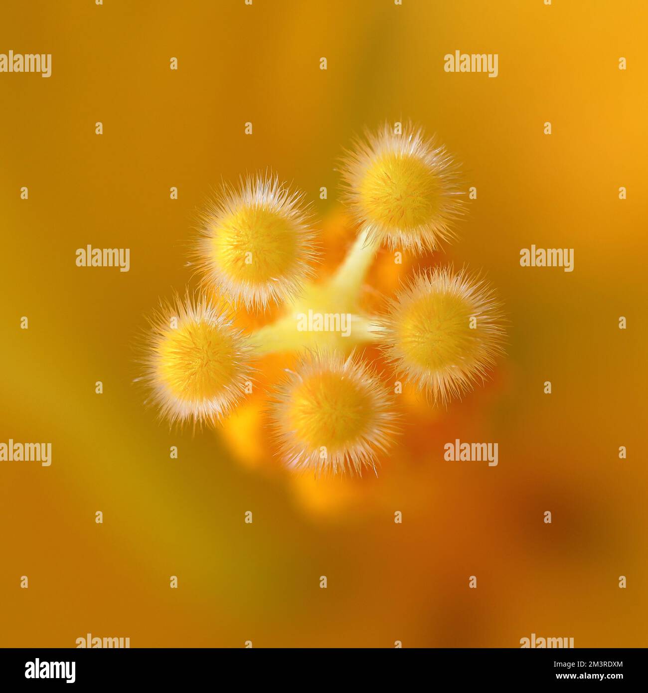 Hibiscus stigma hi-res stock photography and images - Alamy