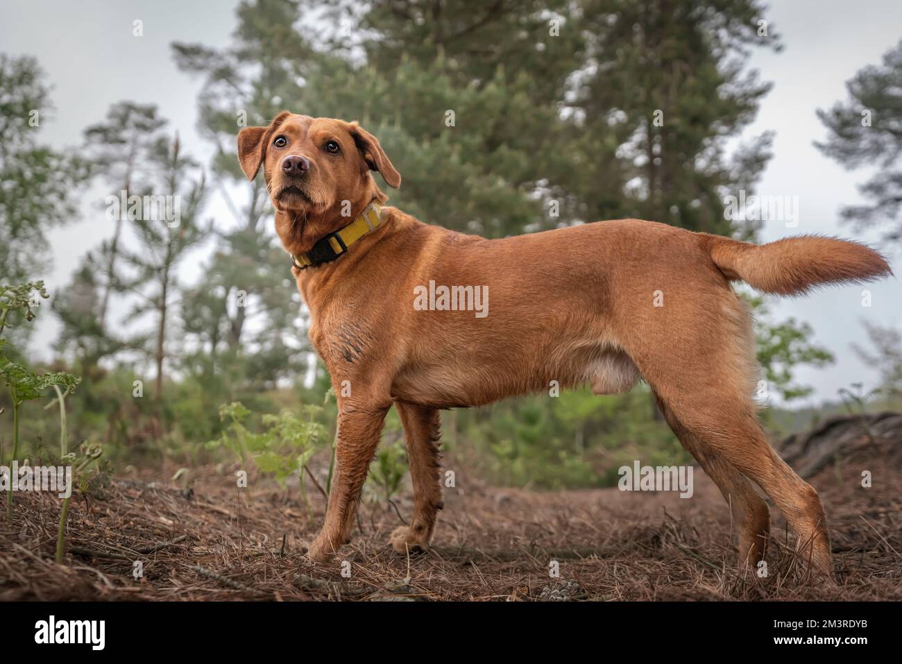 Fox Red Labrador standing in the forest and posing with a yellow collar ...