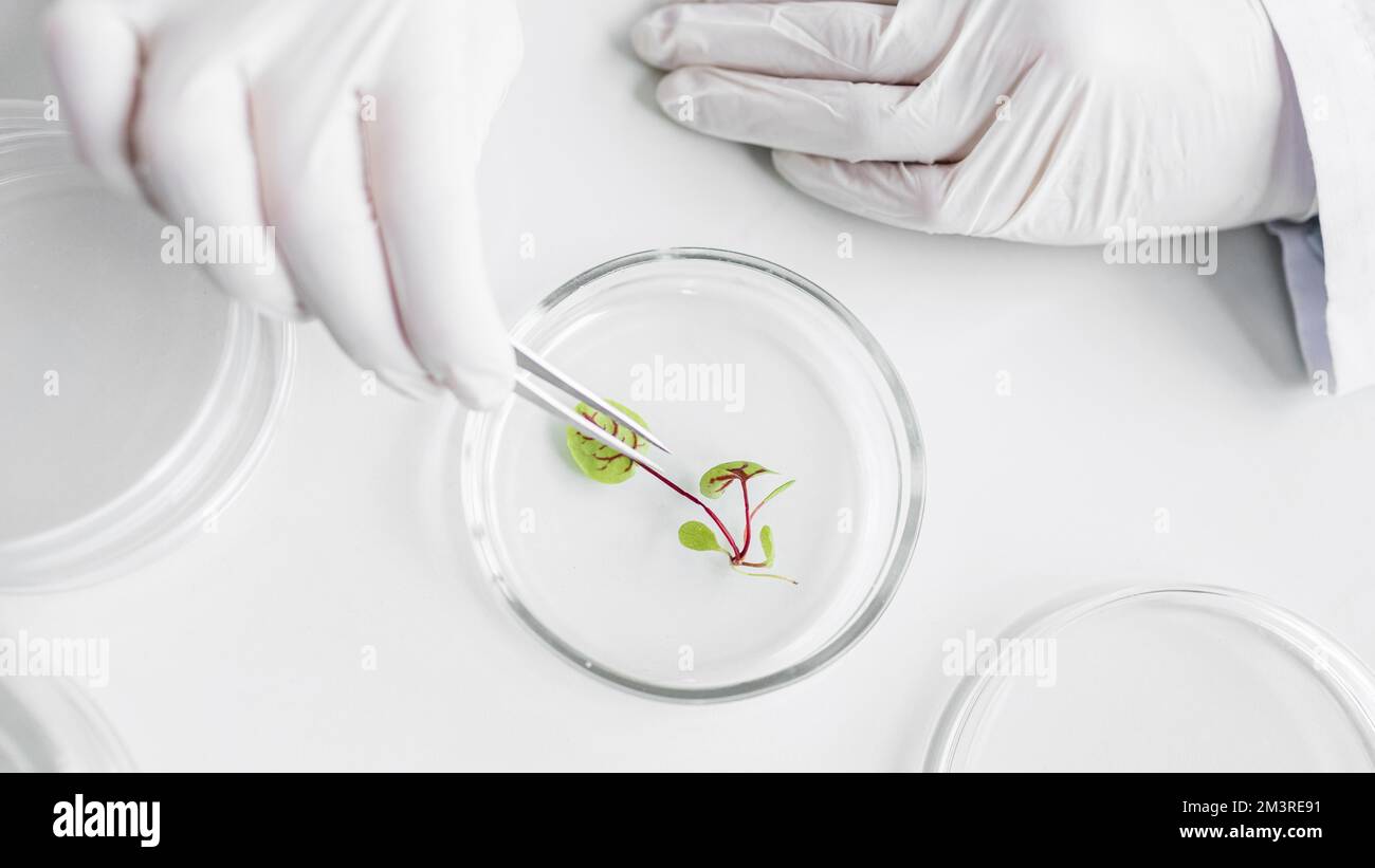 Top view researcher biotechnology laboratory with petri dish ...