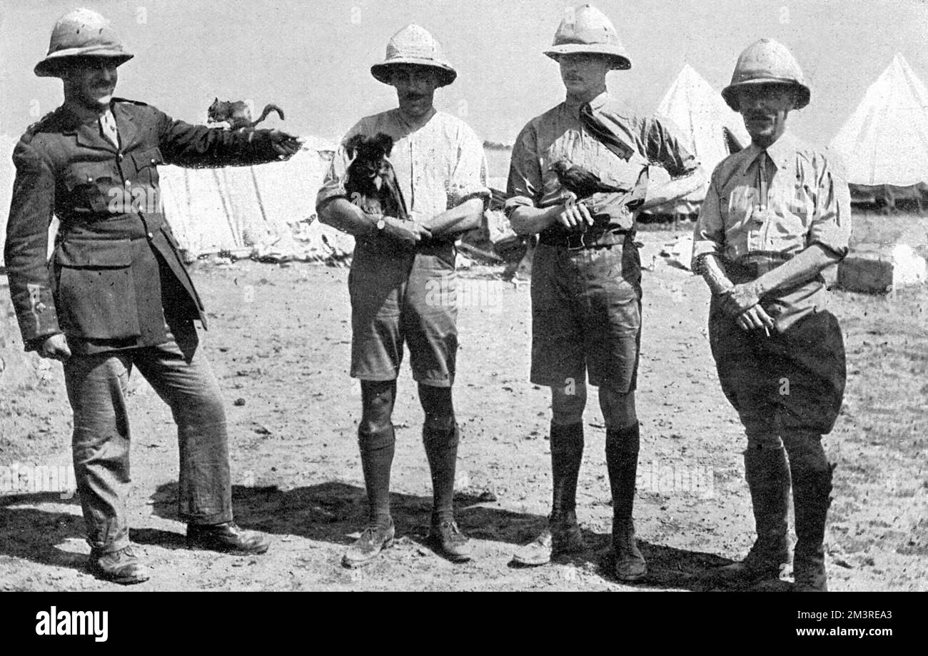 Bird soldiers hi-res stock photography and images - Alamy