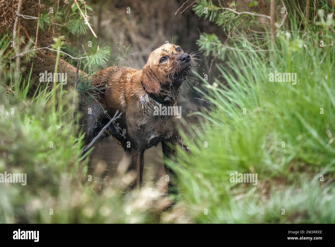 Fox Red Labrador standing in a mud pool in the forest looking very ...