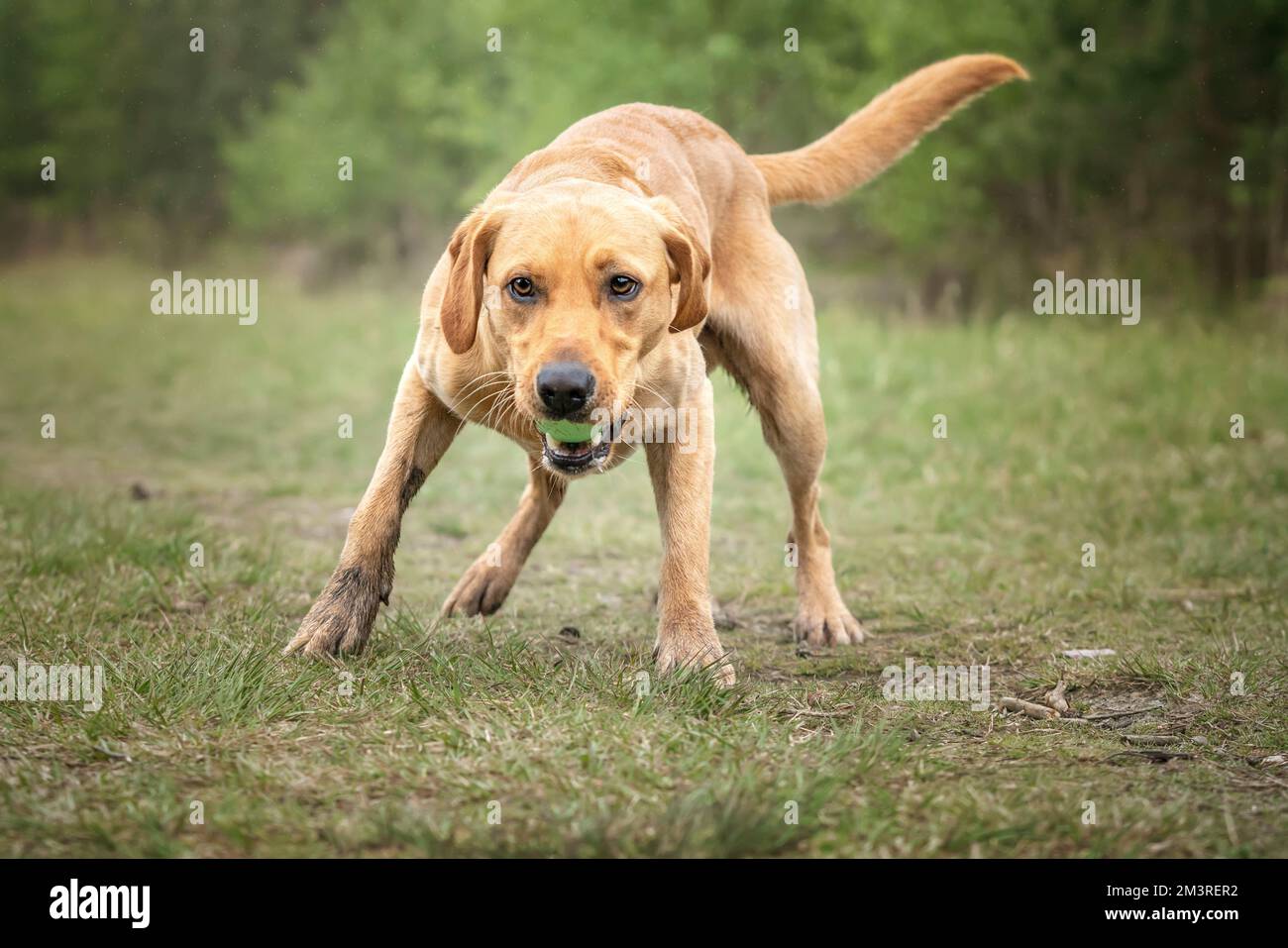 Fox Red Labrador playing in the forest with his ball all happy Stock ...