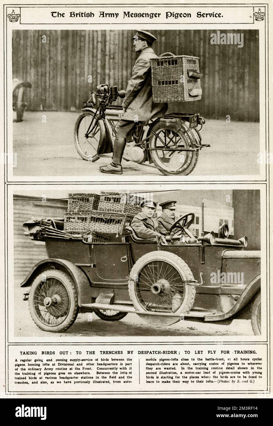 British Army messager pigeon service Stock Photo - Alamy