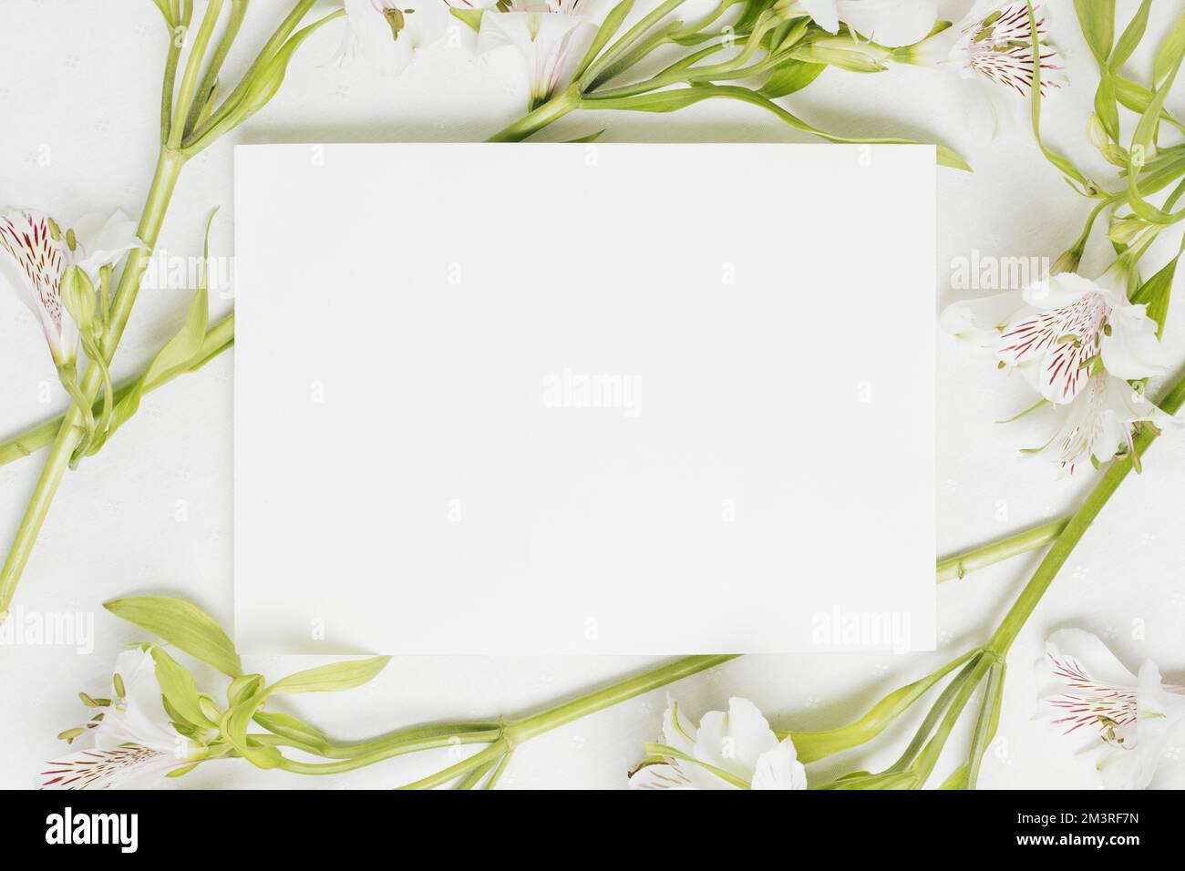 White blank placard surrounded with (alstroemeria) flowers. Resolution ...