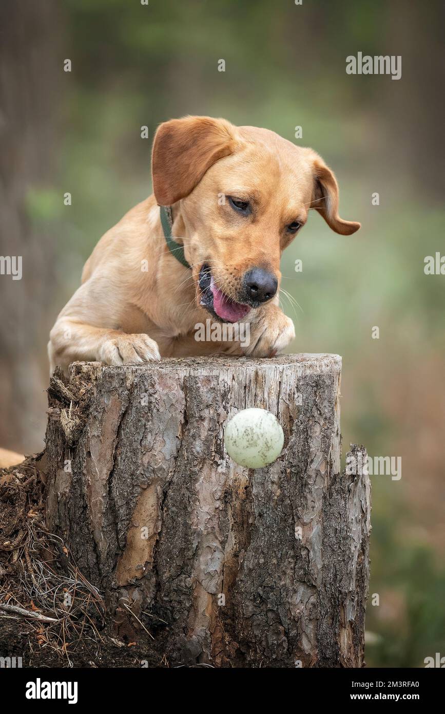 Fox Red Labrador Puppy having fun with his ball on a tree stump in the ...