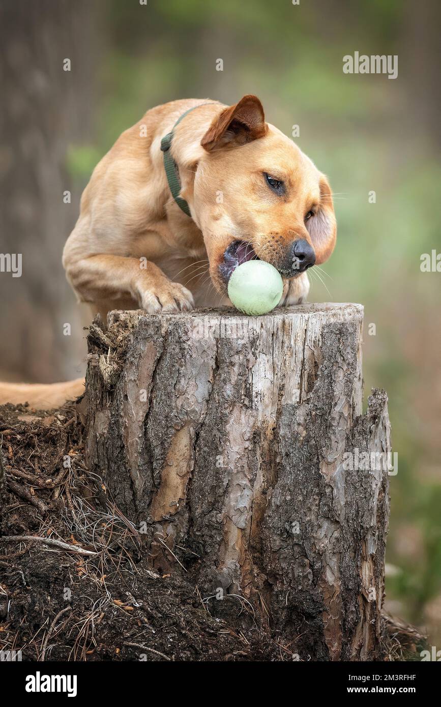 Fox Red Labrador Puppy having fun catching his ball on a tree stump in ...
