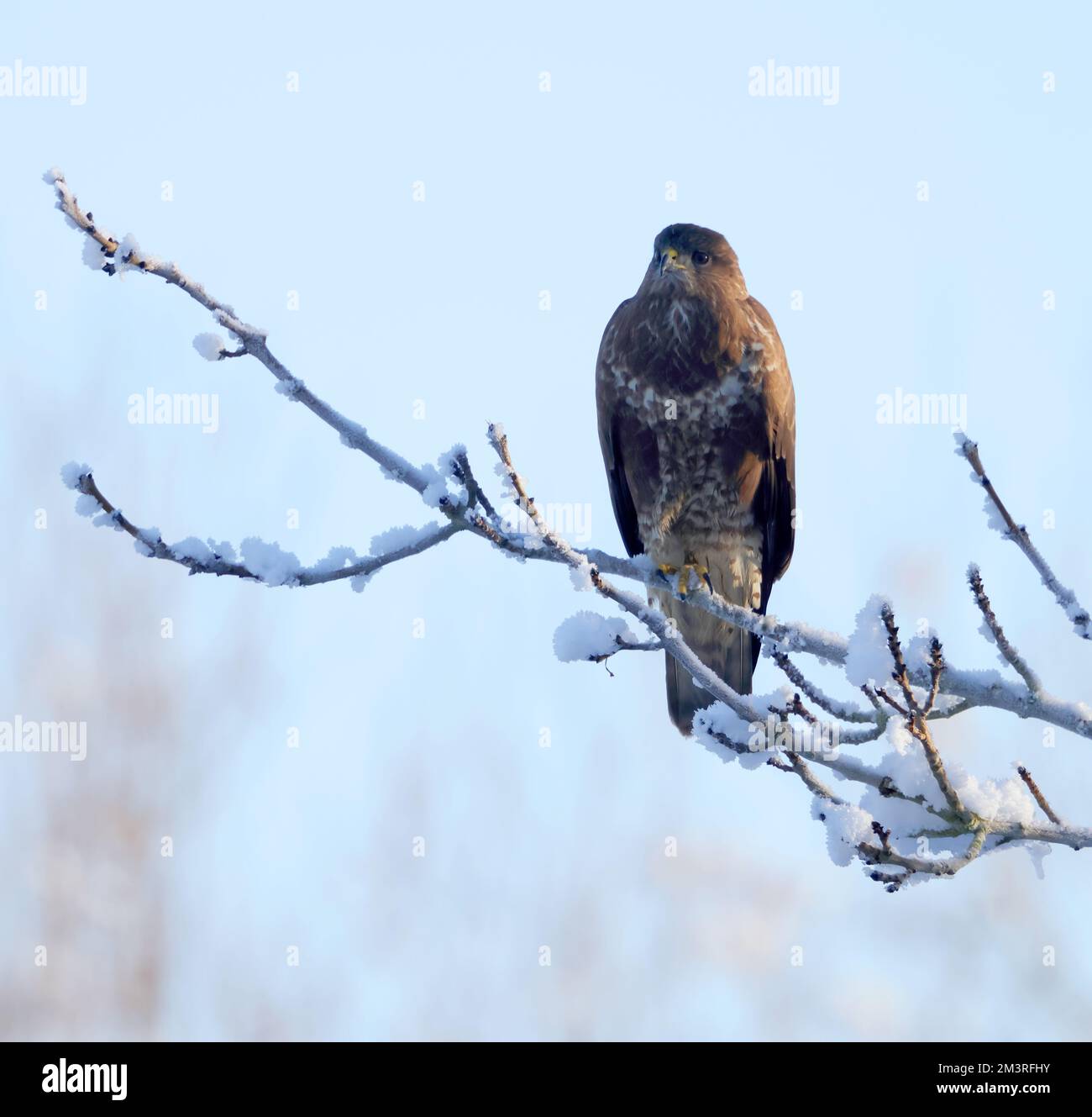 A Common Buzzard during the cold Winter Months in the Cotswold Hill ...