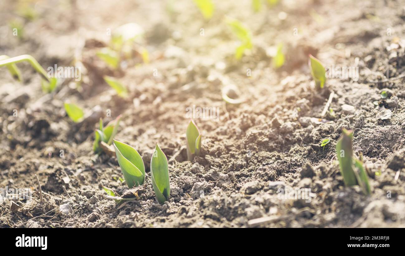 Young plants soil. Resolution and high quality beautiful photo Stock ...