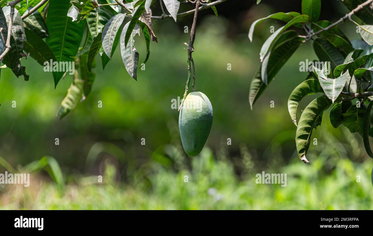 Ripening mango hi-res stock photography and images - Alamy