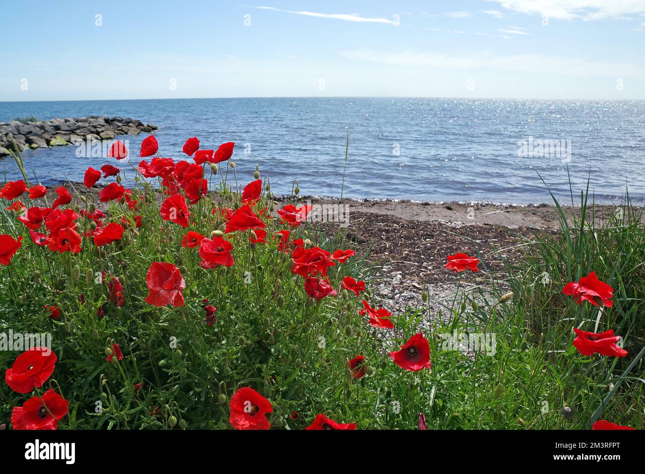 Poppies on the beach, Baltic Sea, Ystad, Wallander, Skane laen, Skane ...