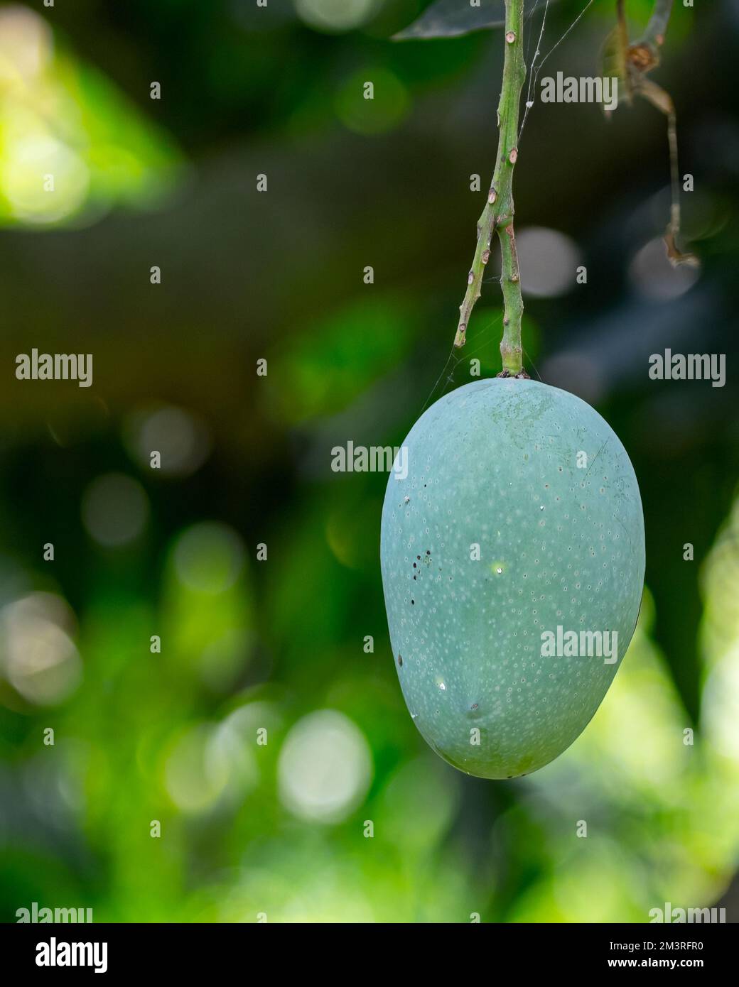 A Mango hanging from a tree Stock Photo - Alamy