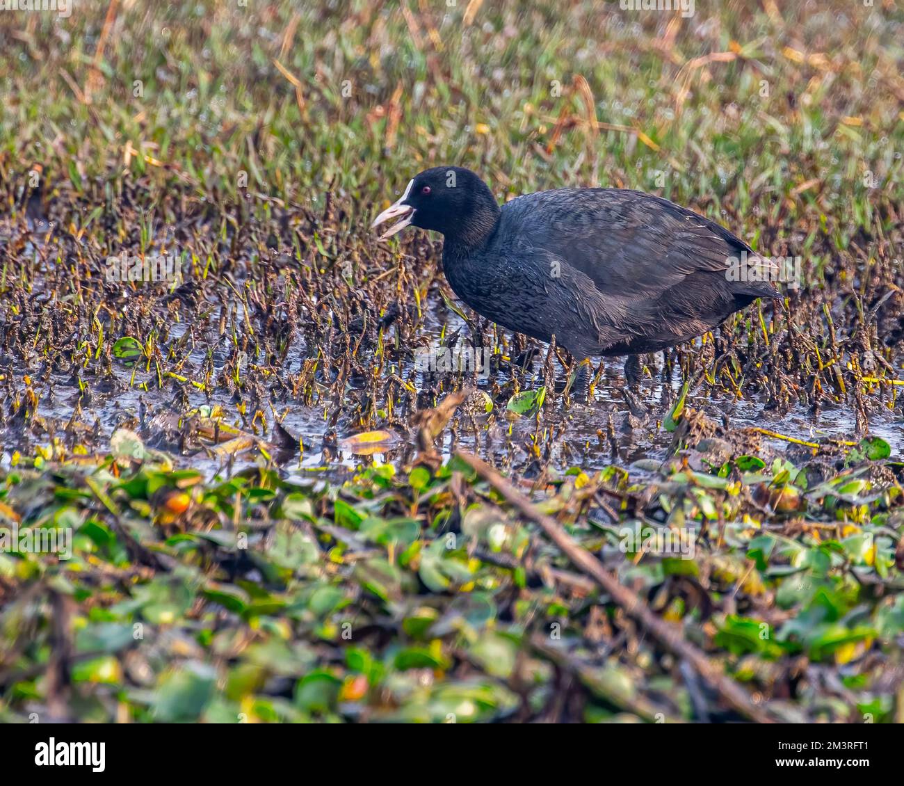 A Eurasian Coot looking for food in wet land Stock Photo - Alamy