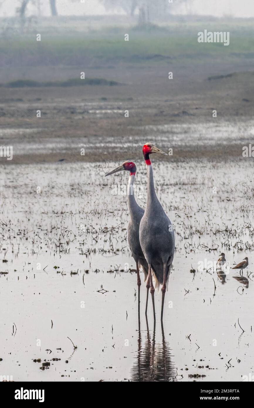 A pair of Sarus Cranes looking in opposite direction Stock Photo - Alamy