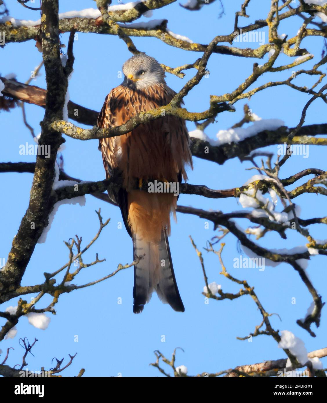 A Red Kite in a snowy scene in the Cotswold Hills Stock Photo - Alamy