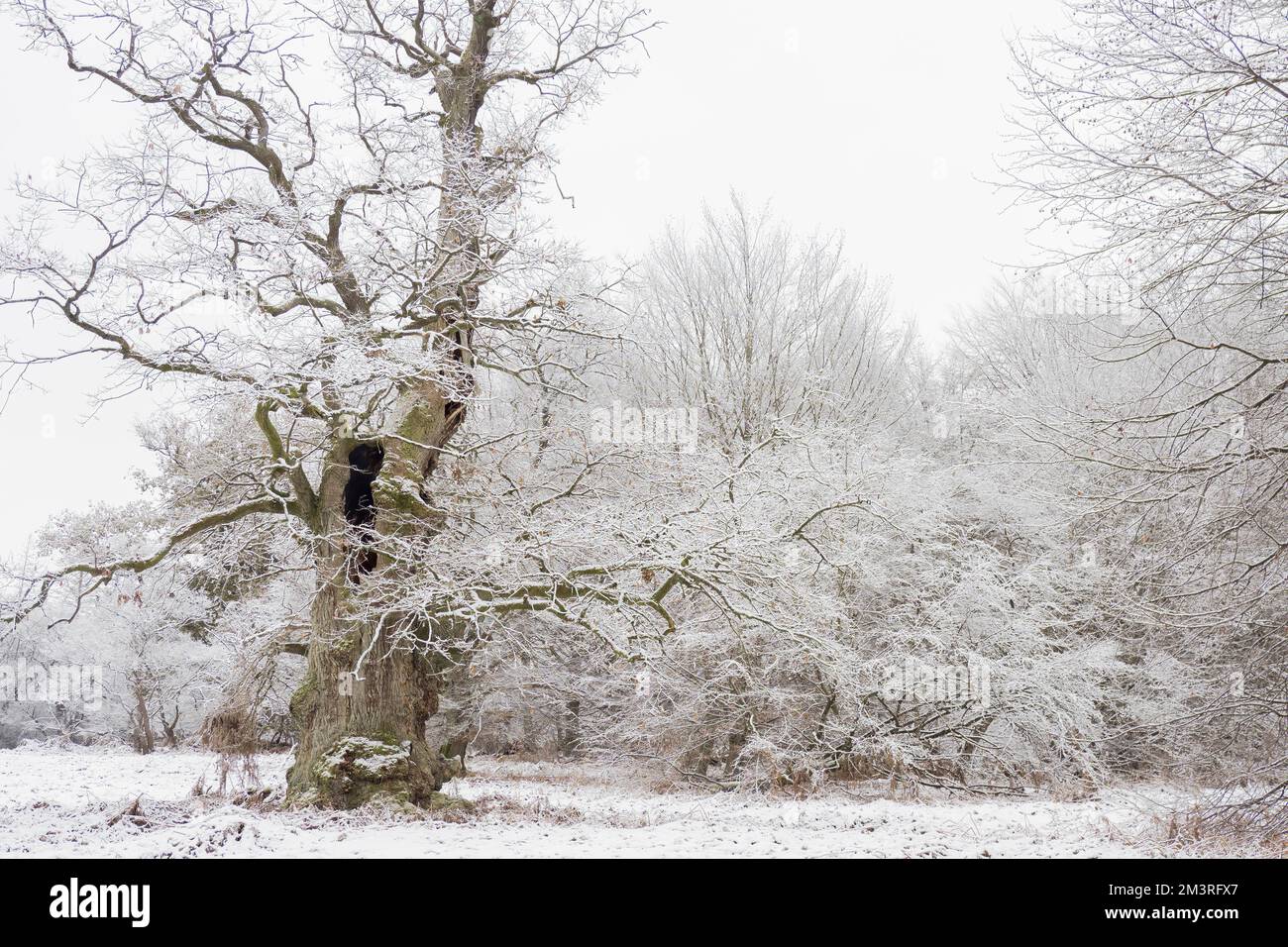 Snow-covered old english oak (Quercus robur) in the primeval forest ...