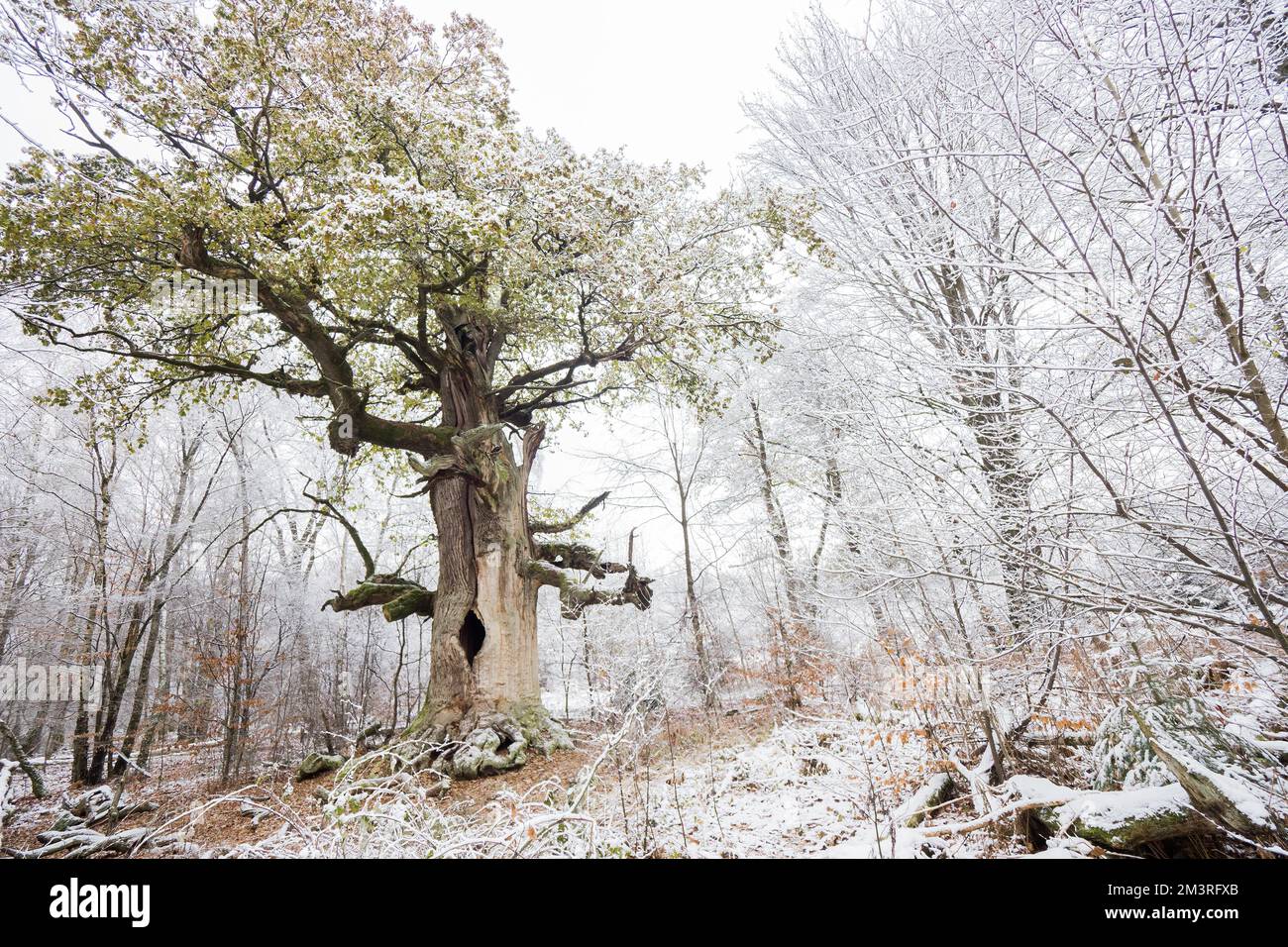 Snow-covered chimney oak, English oak (Quercus robur) in the primeval ...