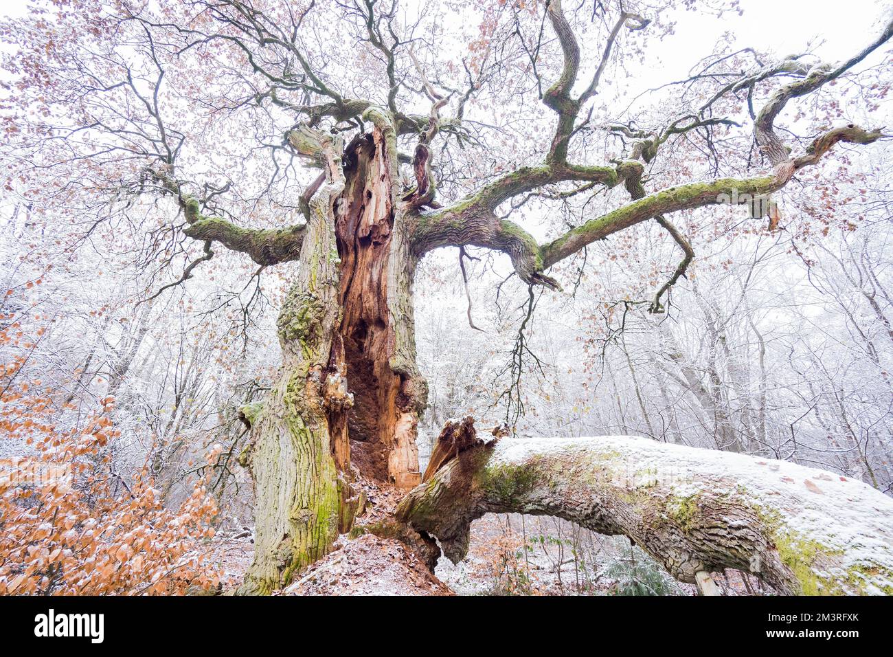 Snow-covered old english oak (Quercus robur) in the primeval forest ...