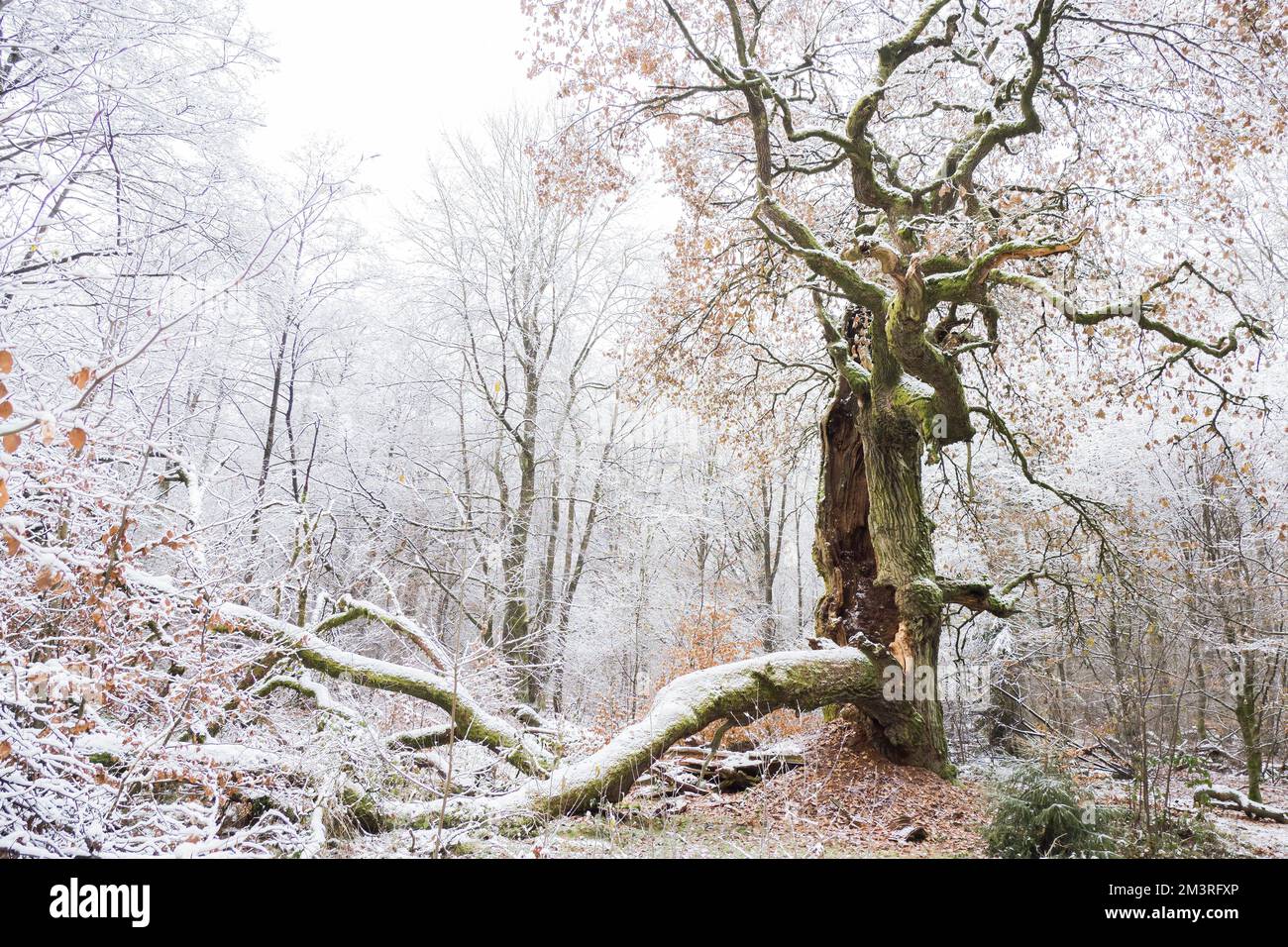 Snow-covered old english oak (Quercus robur) in the primeval forest ...