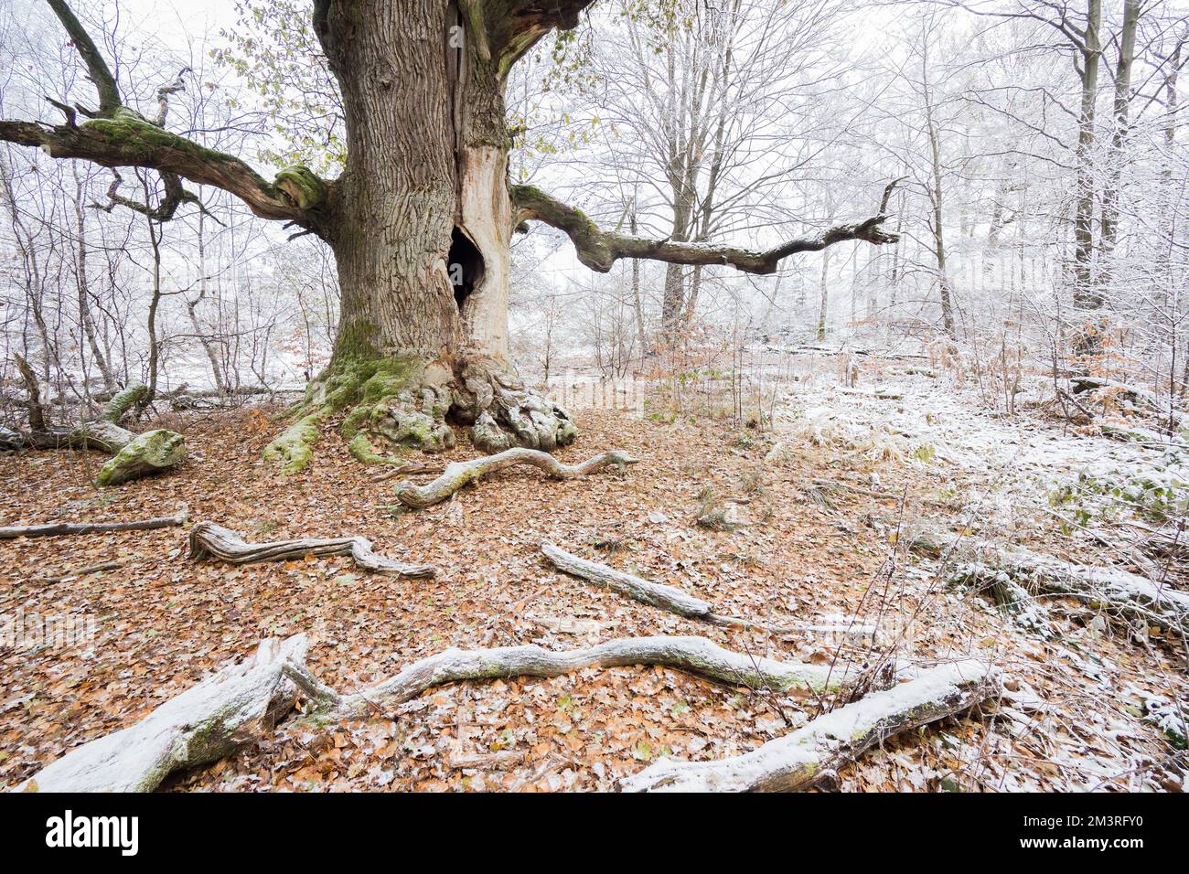 Snow-covered chimney oak, English oak (Quercus robur) in the primeval ...