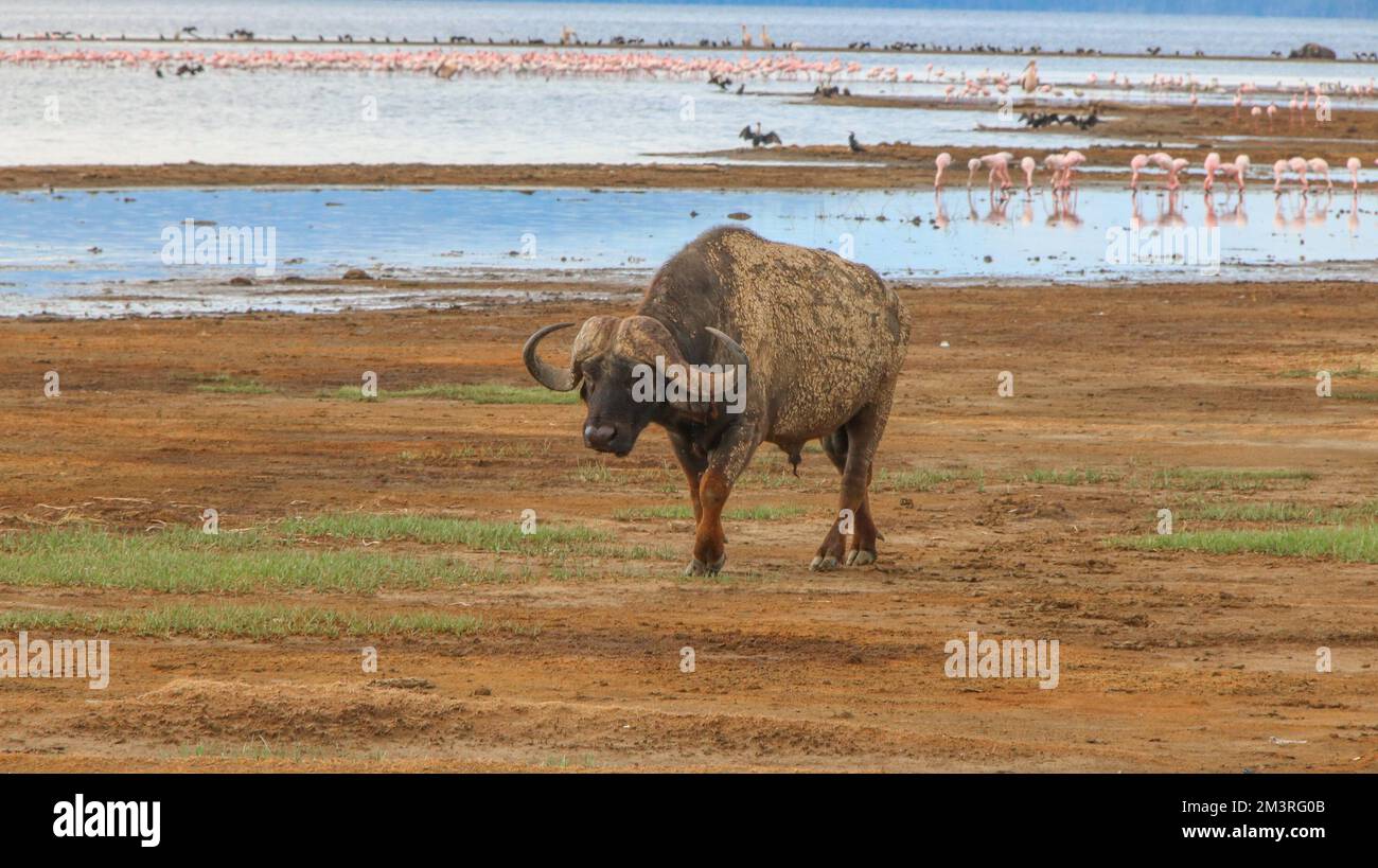Water buffalo walking birds hi-res stock photography and images - Alamy