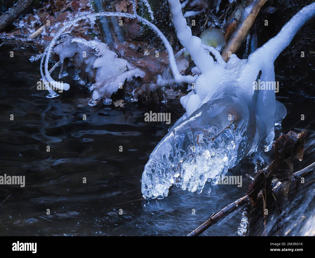 Moose-head-like ice formation on a stream, Moose Head, Hesse, Germany ...