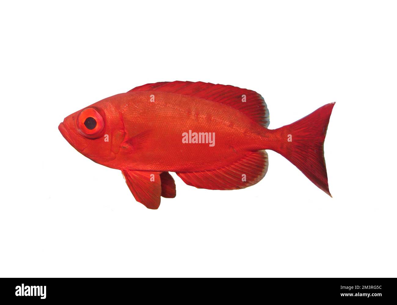 Common bigeye (Priacanthus hamrur), red colouration, freeze frame ...