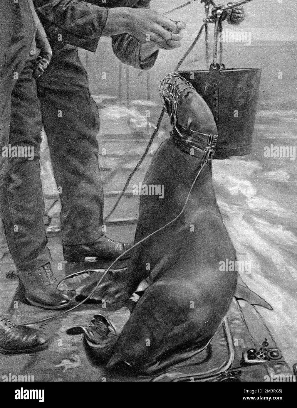 Billy the submarine hunting sea lion Stock Photo - Alamy