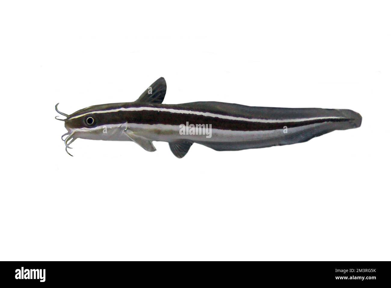 Philippine catfish hi-res stock photography and images - Alamy