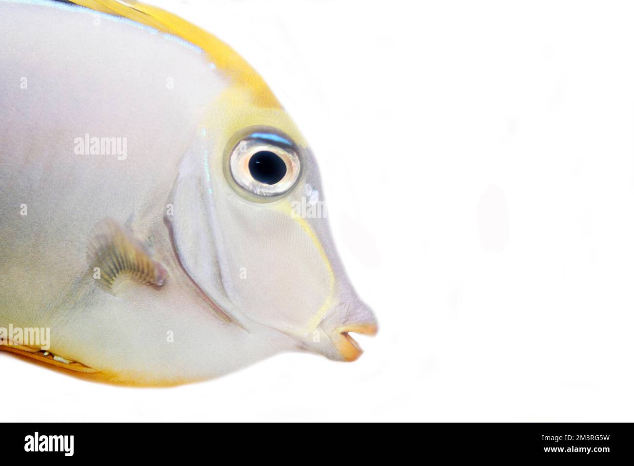 Surgeonfish (Acanthurus), Coral reef, Cropped, Portrait, White ...