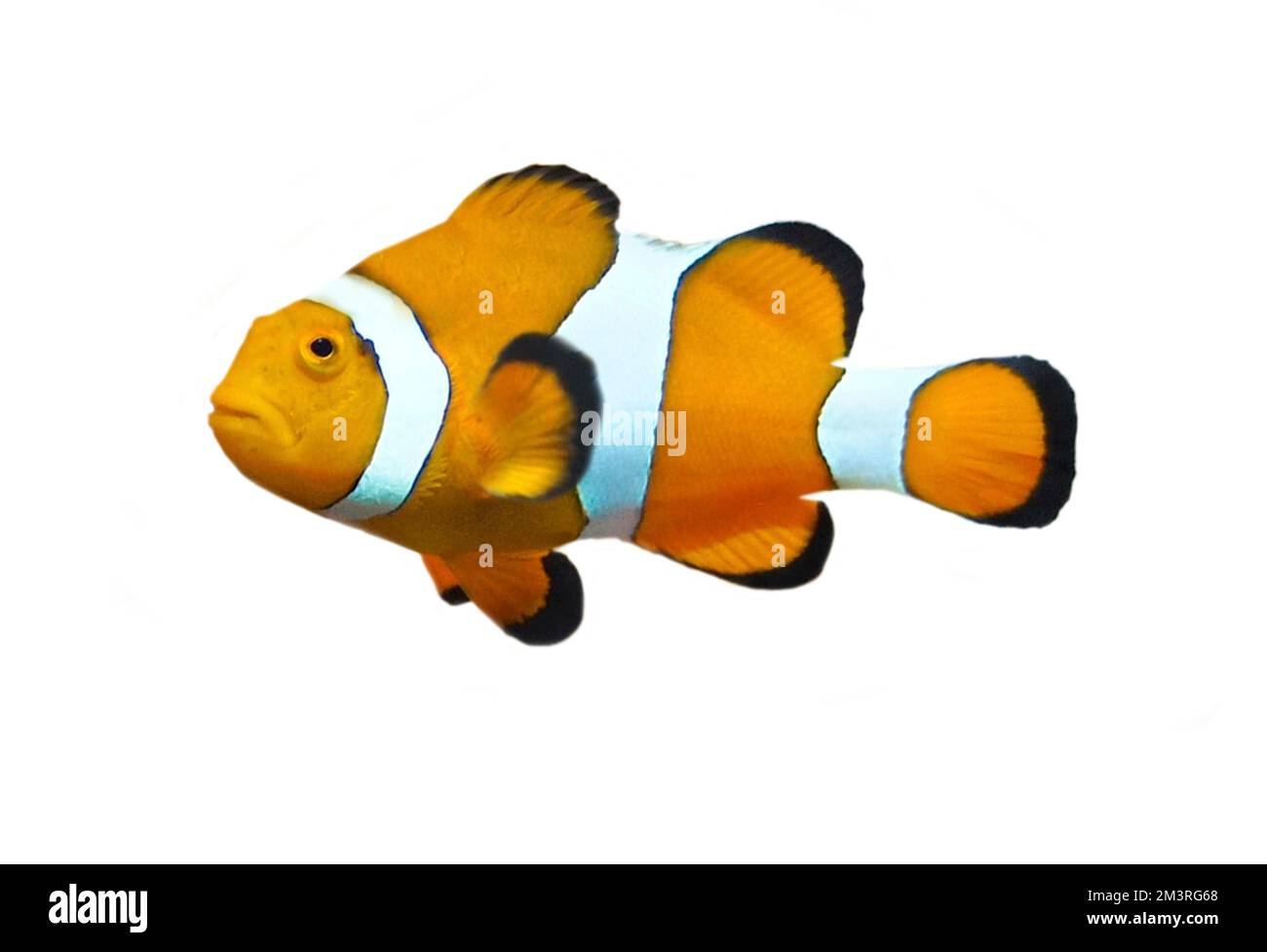 Orange clownfish (Amphiprion percula), Great Barrier Reef, freeze frame ...