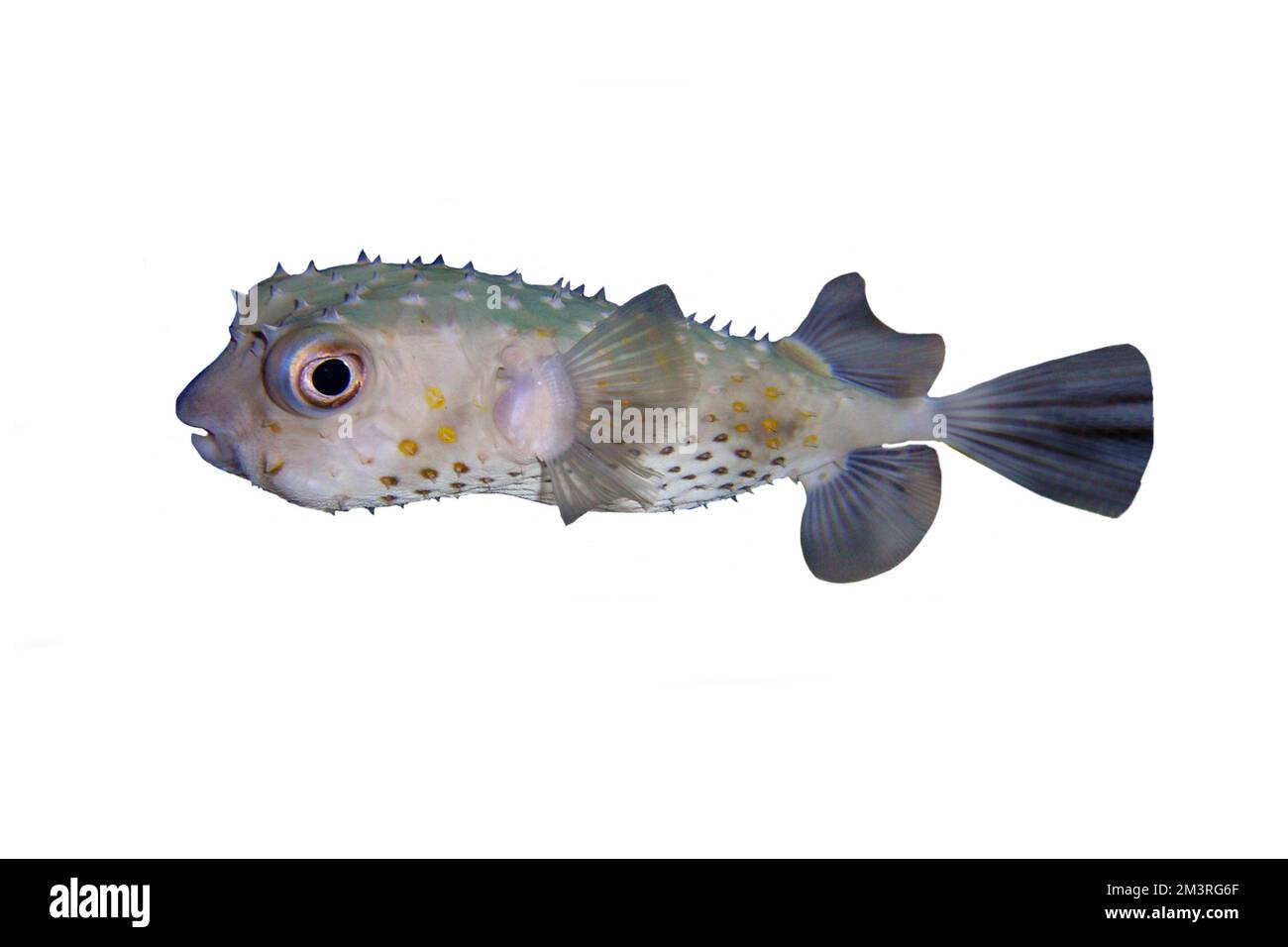 Spotbase burrfish (Cyclichthys spilostylus), free-view, spines, reef ...