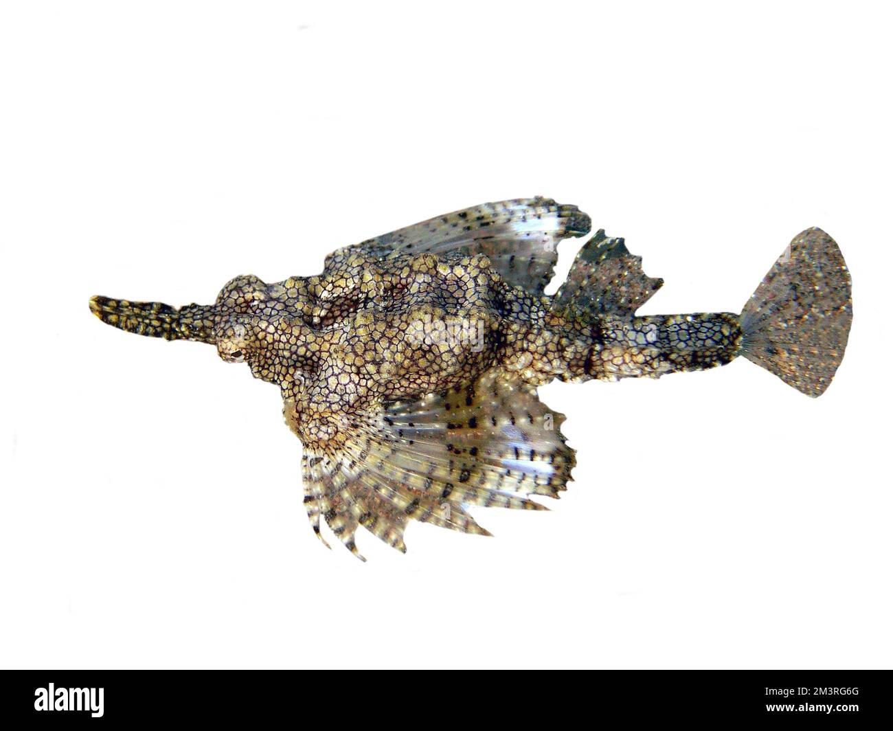 Little dragonfish (Eurypegasus draconis), freeze frame, coral reef ...