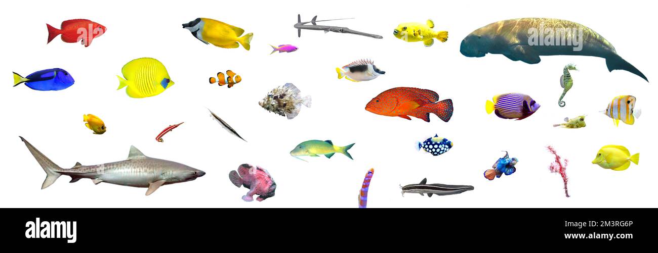 Coral reef, Fish, Reef fish, Biodiversity, Cropped, Colourful, Indo ...