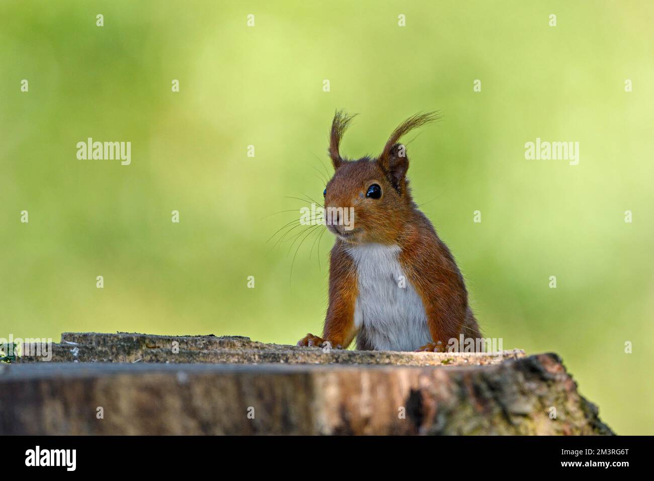 Eurasian red squirrel (Sciurus vulgaris), looking attentively, curious ...