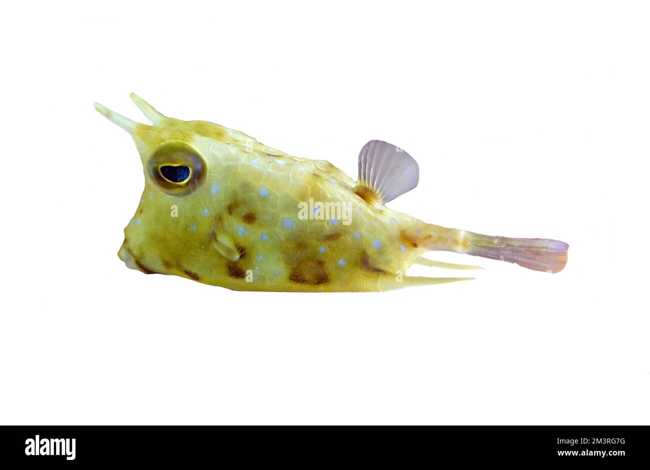 Longhorn cowfish (Lactoria cornuta), free-view, Red Sea, Egypt, white ...