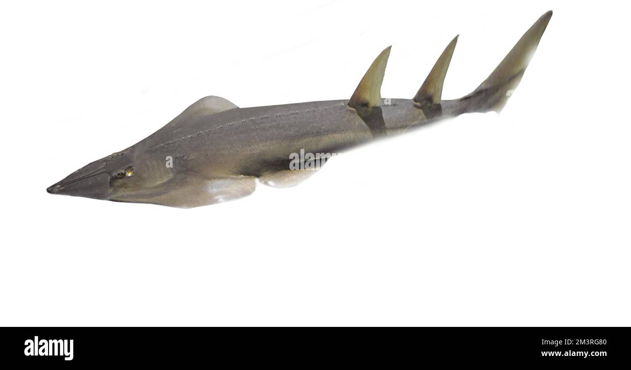 Common guitarfishes (Rhynchobatus djiddensis), free-view, Indo-Pacific ...