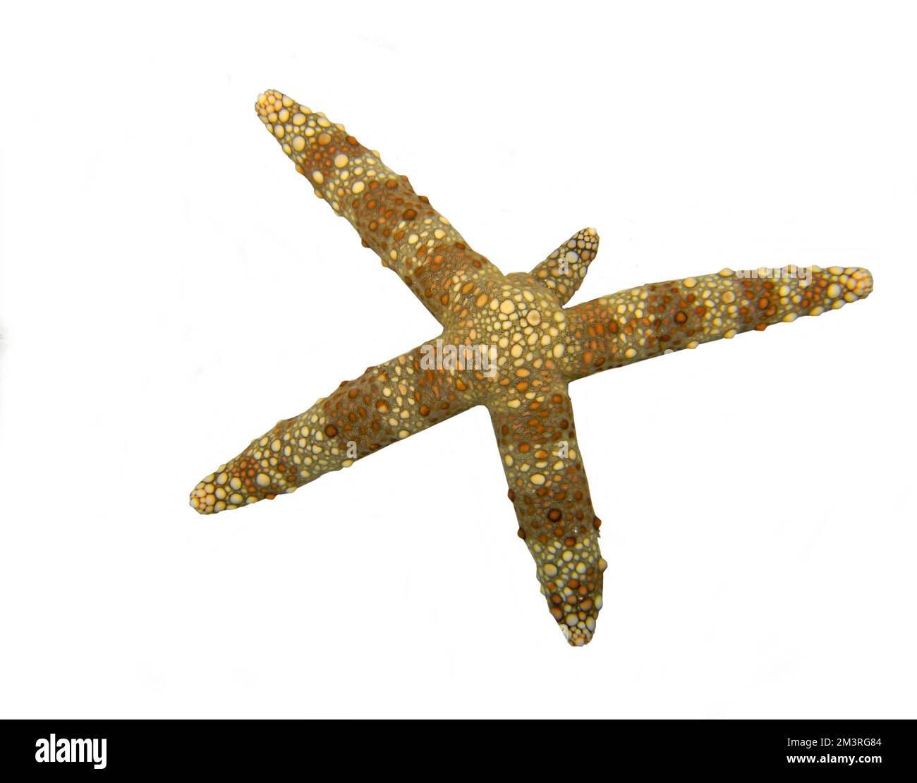 Starfish regrowing arm hi-res stock photography and images - Alamy