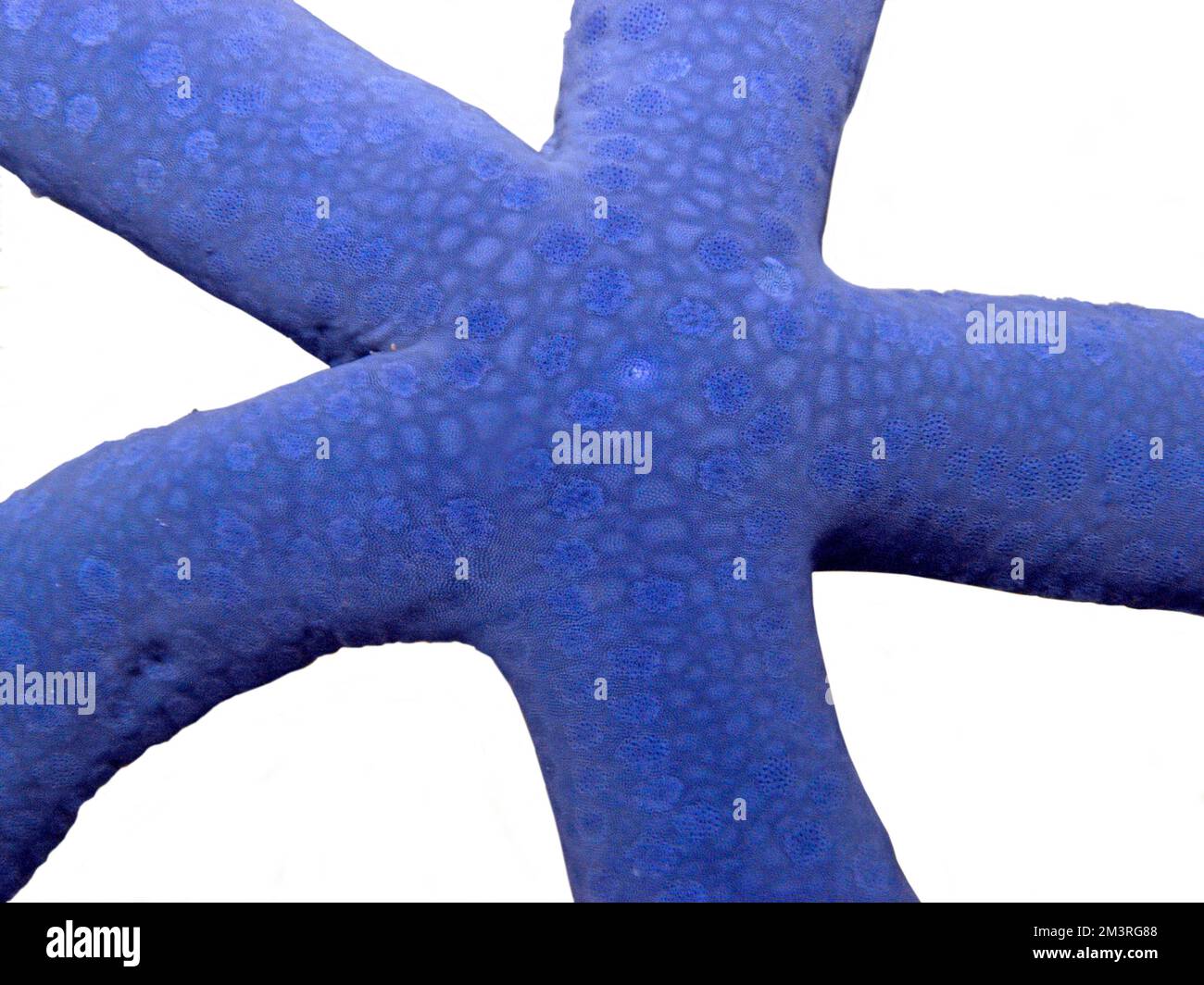 Blue linckia (Linckia laevigata), coral reef, freeze frame, Indo ...