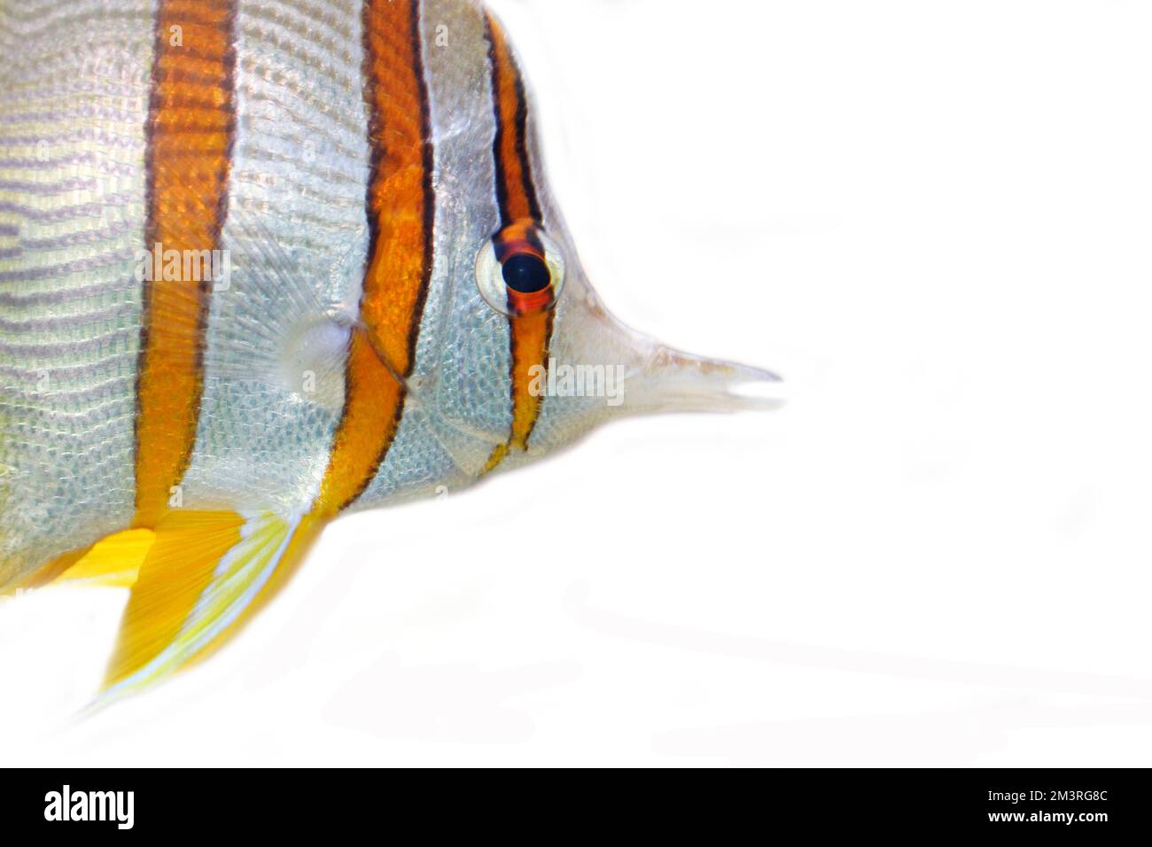 Copperband butterflyfish (Chelmon rostratus), freeze frame, portrait ...
