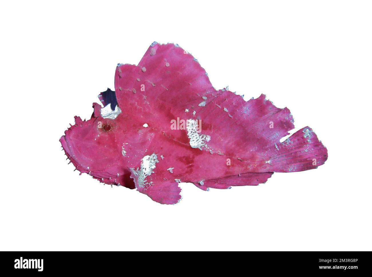 Leaf scorpionfish (Taenianotus triacanthus), dragonhead relatives ...