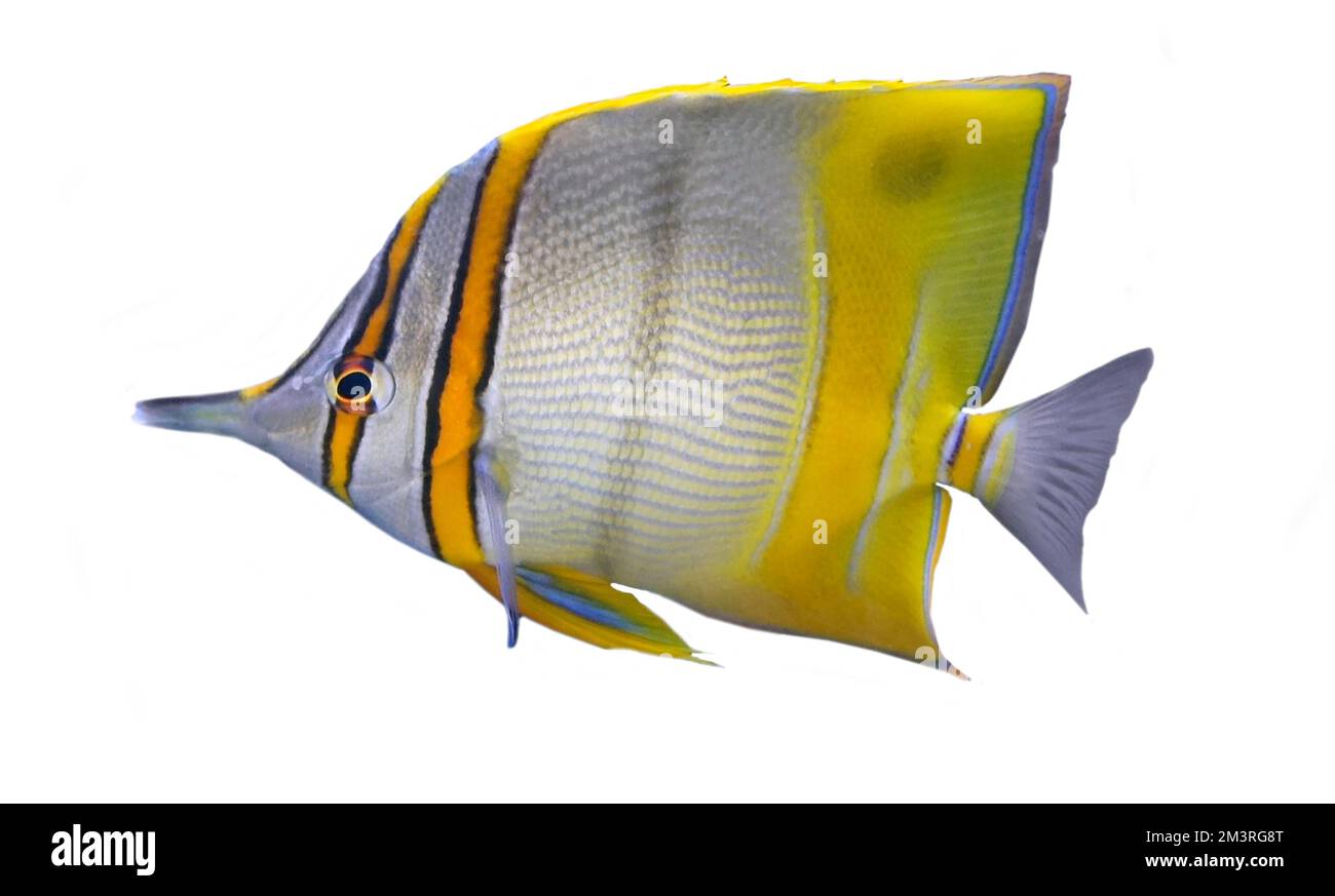 Western Australian pinniped (Chelmon marginalis), emdemic, exemplar ...