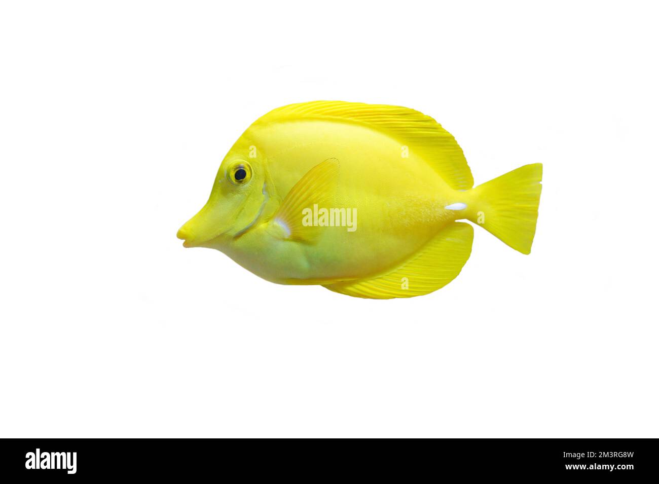 Yellow tang (Zebrasoma flavescens) Sailfin Doctor, Yellow, Reef Fish ...