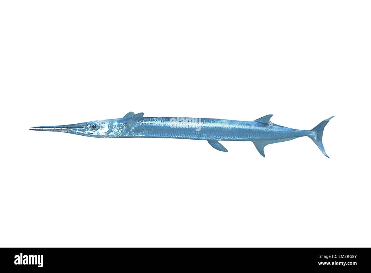 Red Sea red sea houndfish (Tylosurus choram), predator, freeze frame ...