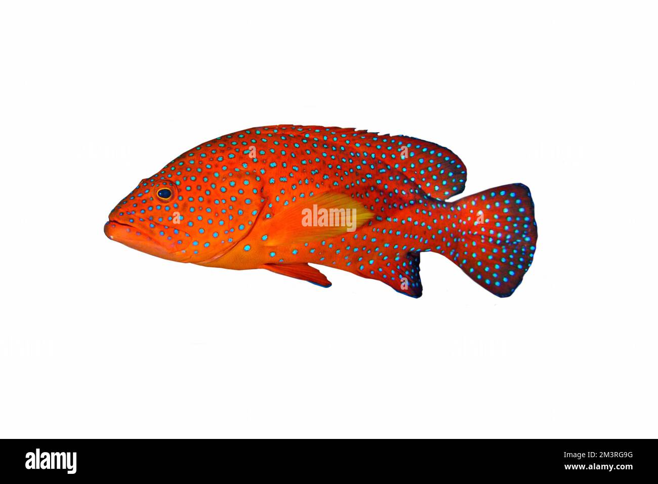 Vermillion seabass (Cephalopholis miniata), freeze frame, predator ...