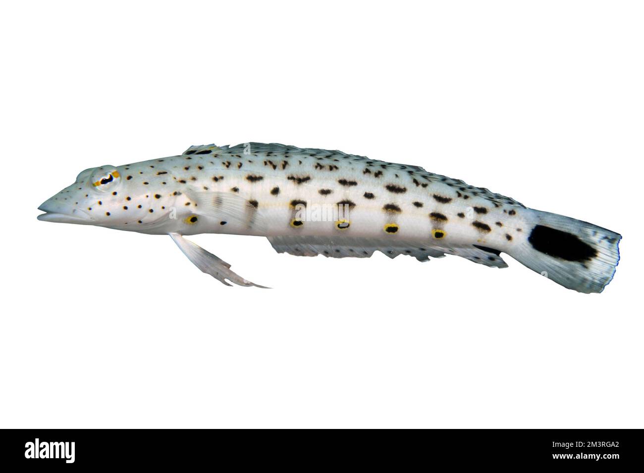 Tail-spotted sand perch (Parapercis hexophtalma), free-view, sandy area ...