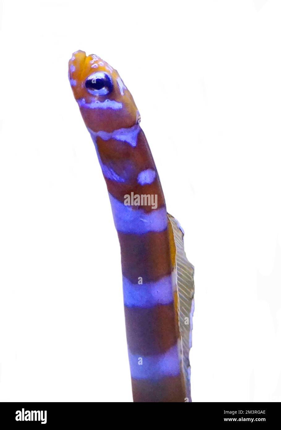 Orange-striped tube eel (Gorgasia preclara), free-standing, sandy ...