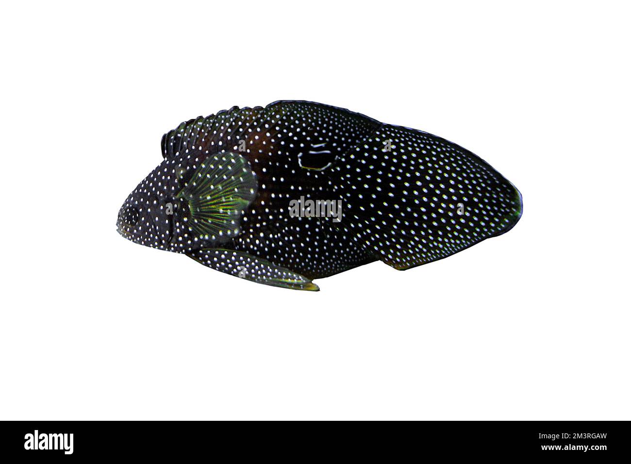 Comet (Calloplesiops altivelis), free-view, coral reef, Indo-Pacific ...