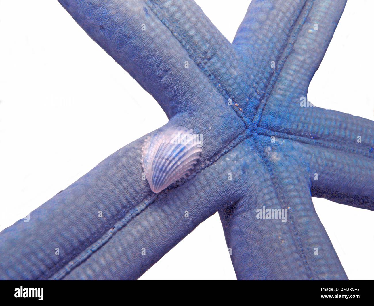 Blue linckia (Linckia laevigata) with parasitic snail (Thyca), parasite ...